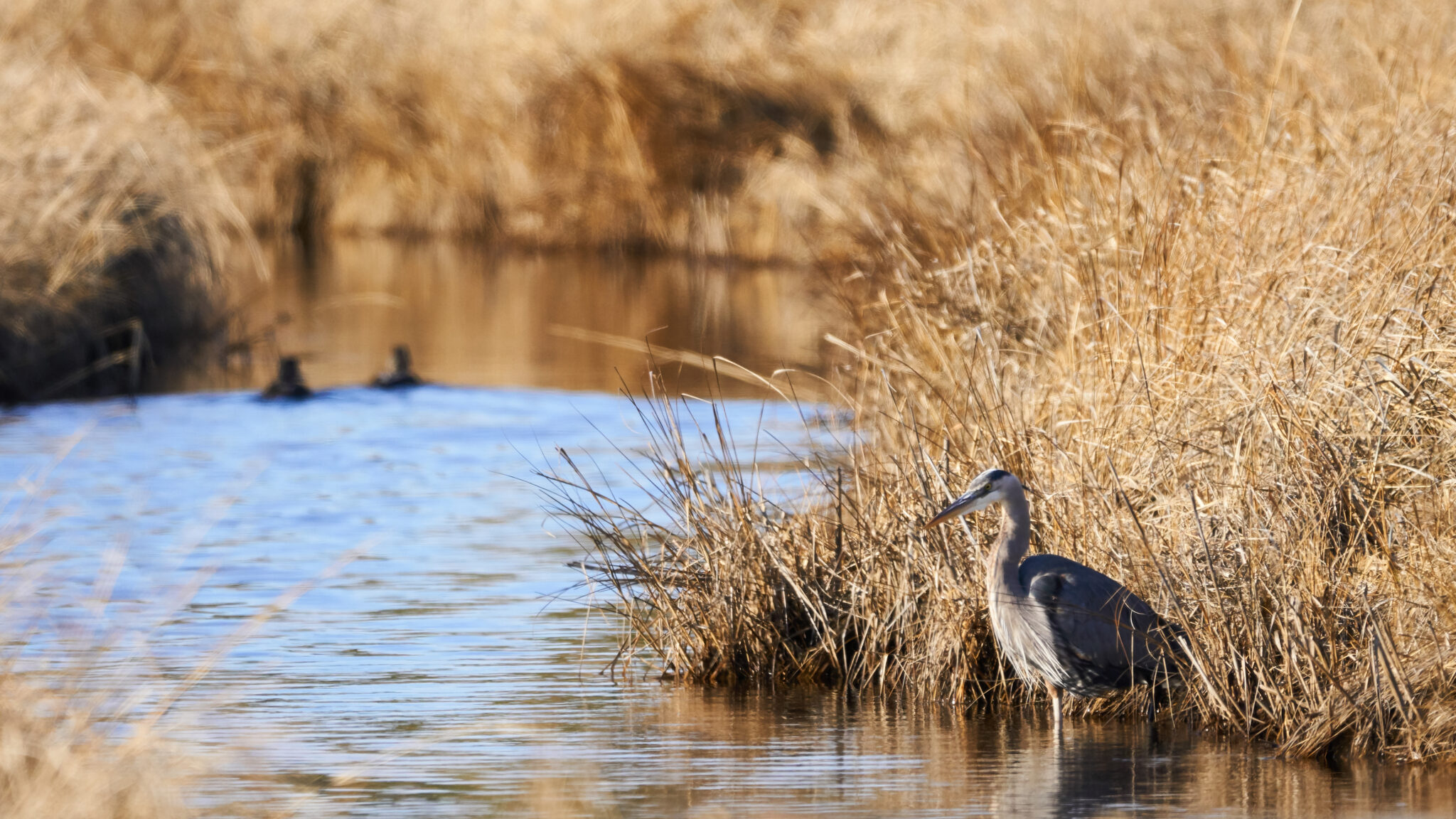 Delaware Wild Lands – Protecting & restoring Delaware's natural areas